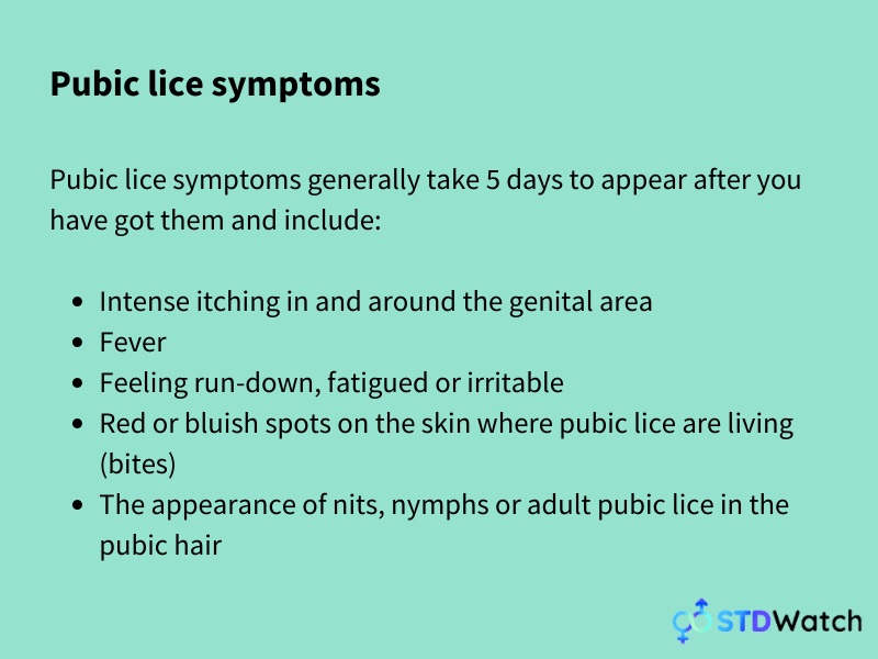 Pubic Lice Causes Symptoms And Treatment
